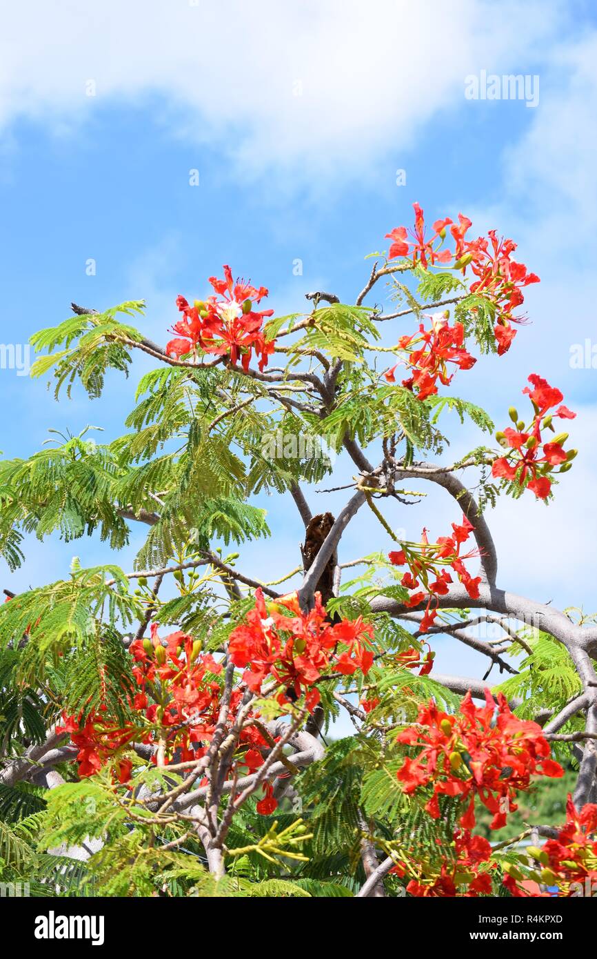 Semitropical hi-res stock photography and images - Alamy