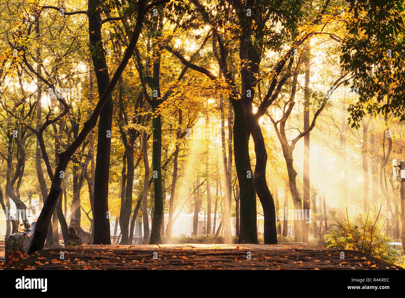 the autumn in the park of Suzhou, China Stock Photo - Alamy
