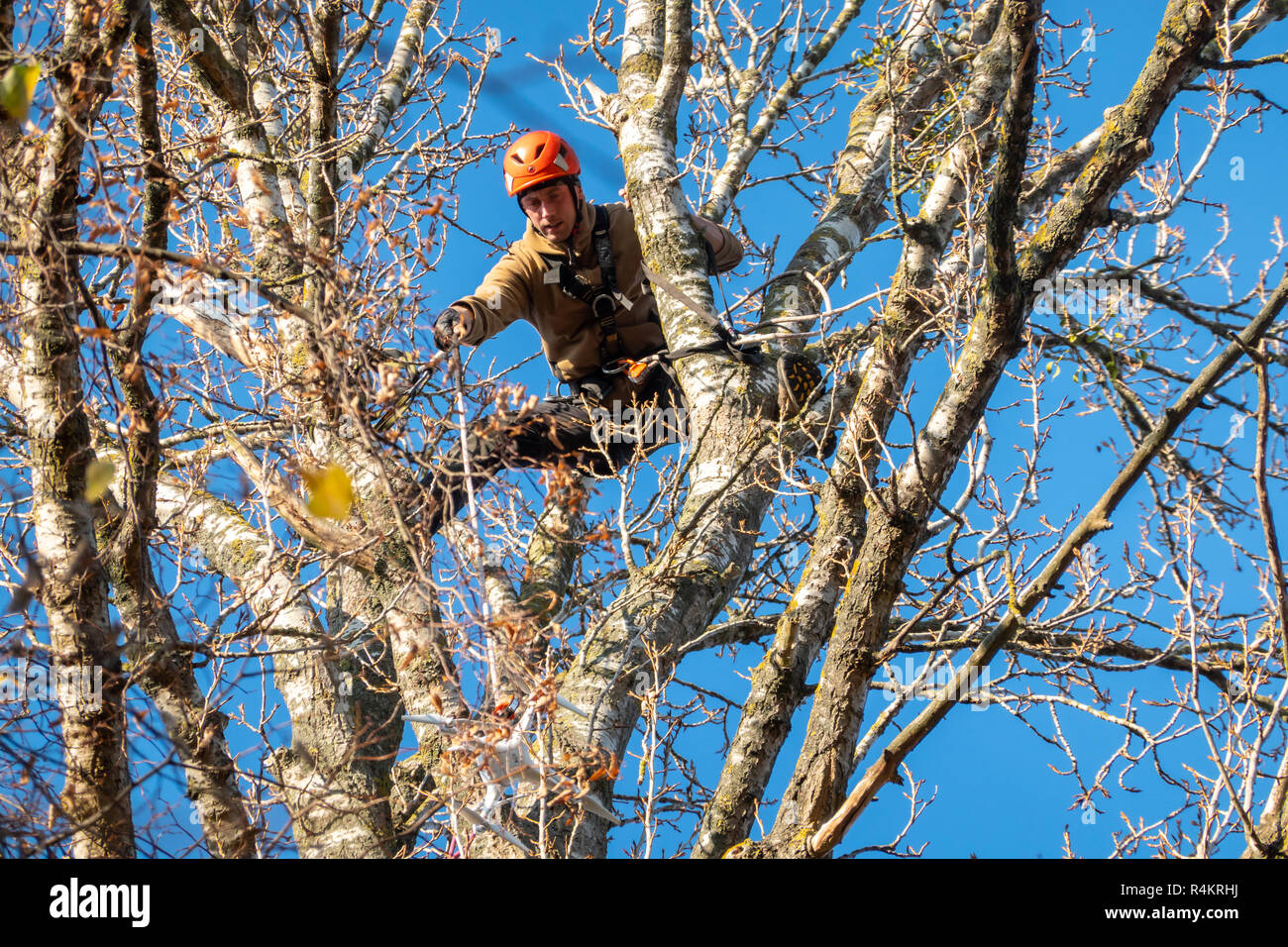 Tree climber hi-res stock photography and images - Alamy