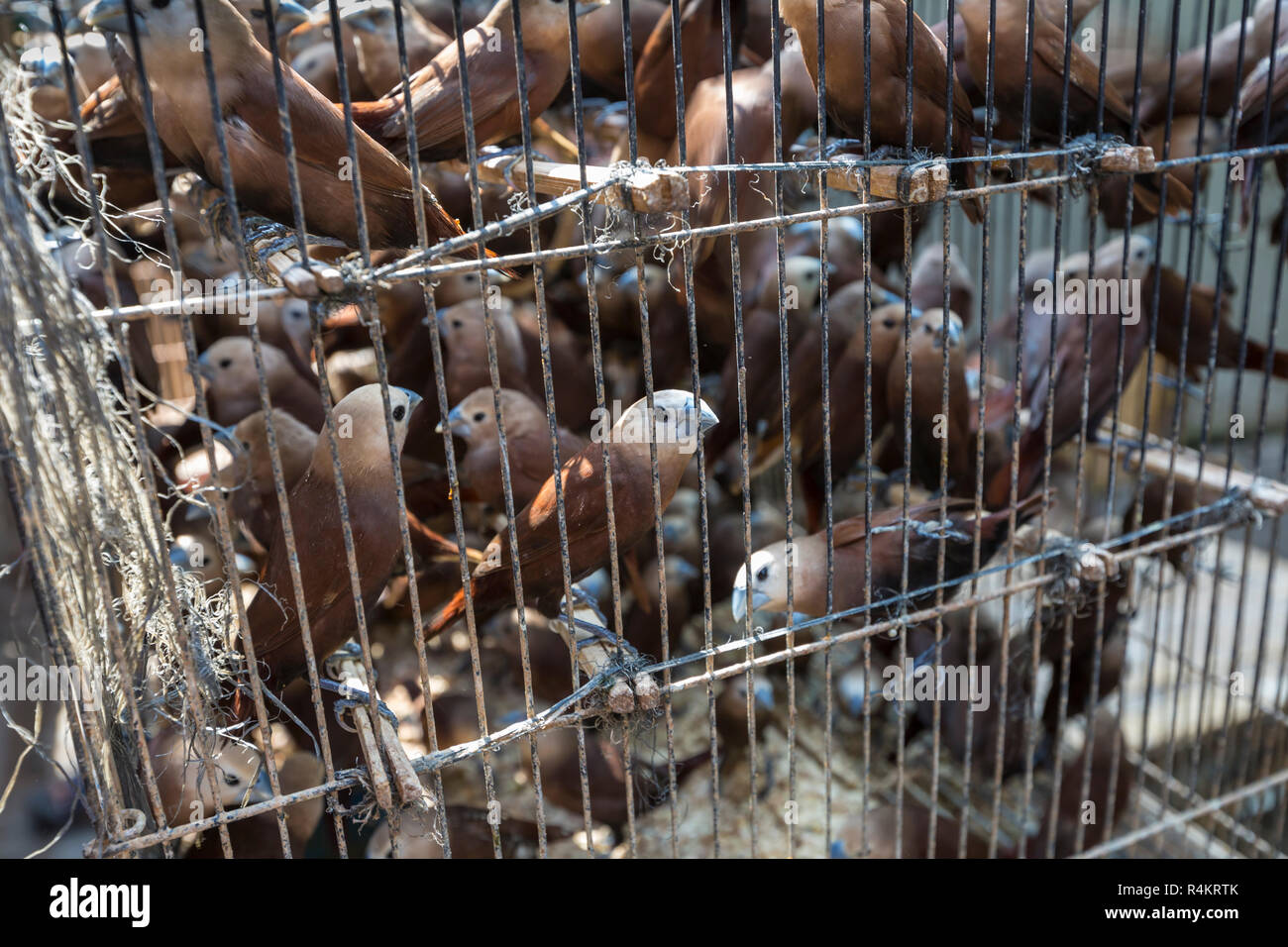 Colorful cages for sale at the bird market in Yogyakarta, Java ...