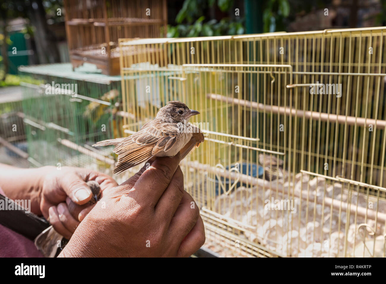 Colorful cages for sale at the bird market in Yogyakarta, Java ...