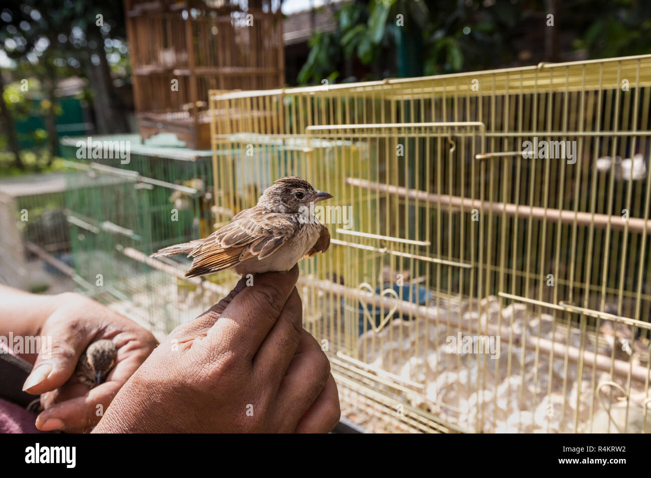 Colorful cages for sale at the bird market in Yogyakarta, Java ...