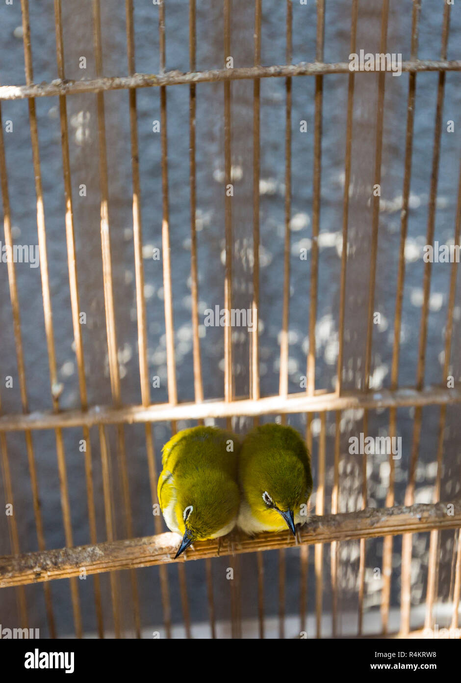 Colorful cages for sale at the bird market in Yogyakarta, Java ...