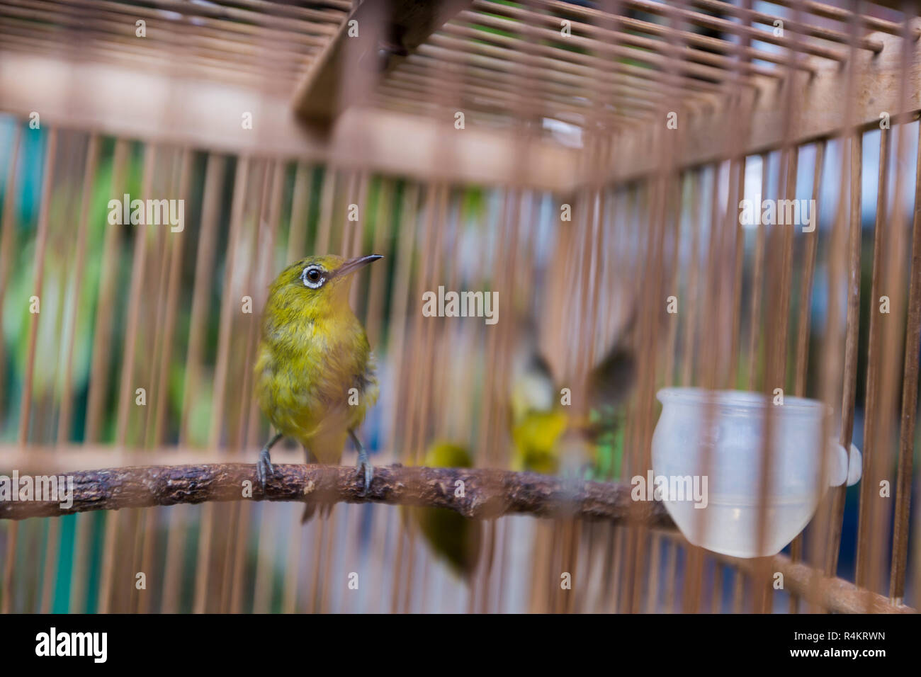 Colorful cages for sale at the bird market in Yogyakarta, Java ...