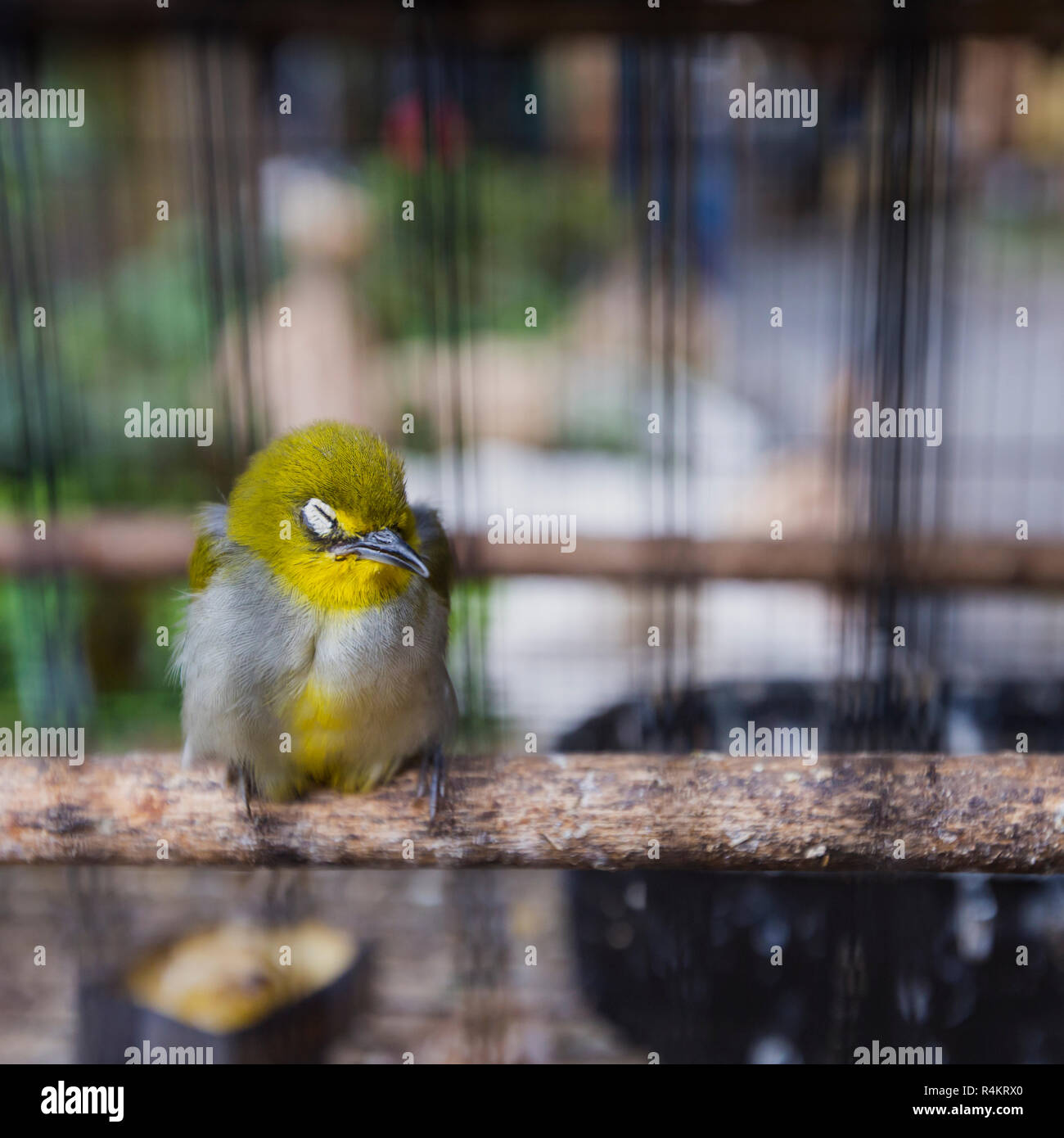 Colorful cages for sale at the bird market in Yogyakarta, Java ...