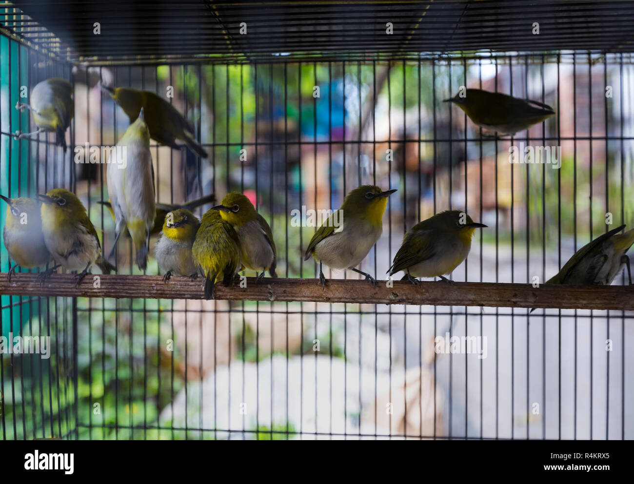 Colorful cages for sale at the bird market in Yogyakarta, Java ...