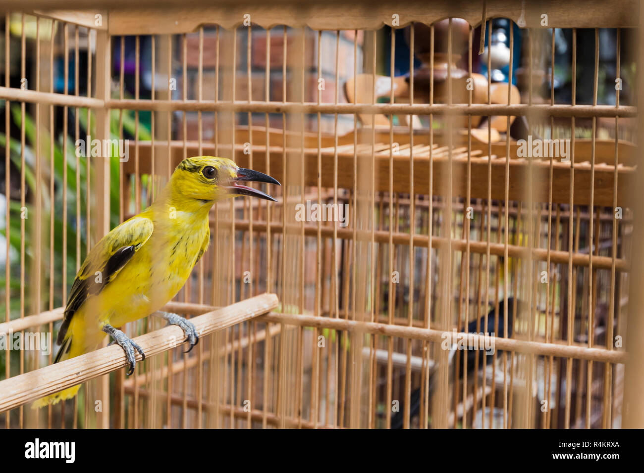 Colorful cages for sale at the bird market in Yogyakarta, Java ...