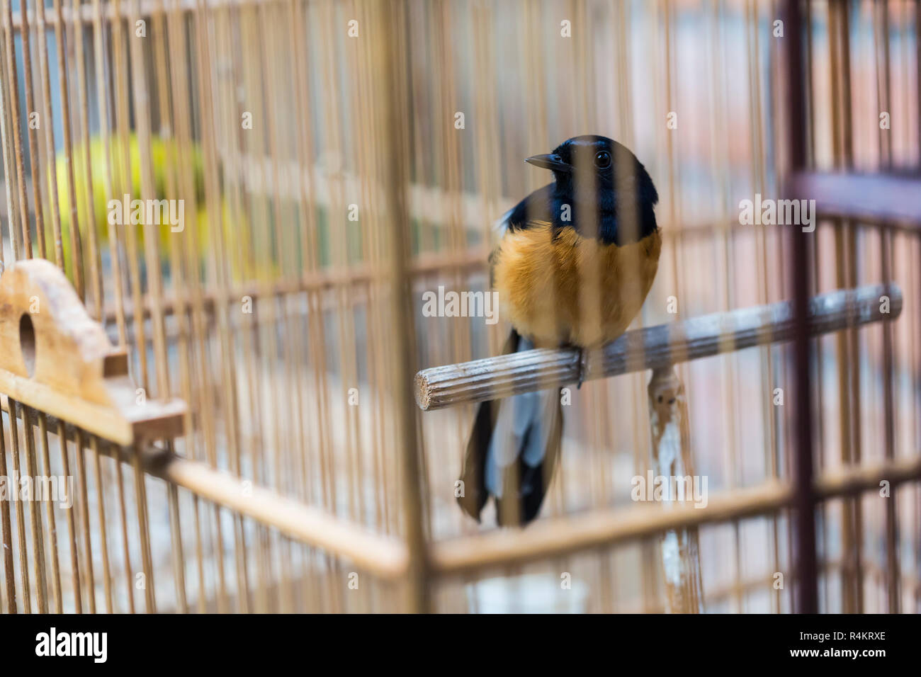 Colorful cages for sale at the bird market in Yogyakarta, Java ...