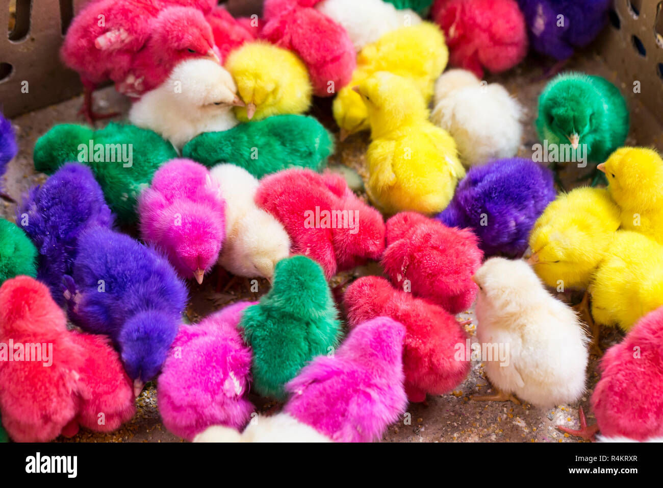 Colorful cute little baby chicken Stock Photo - Alamy