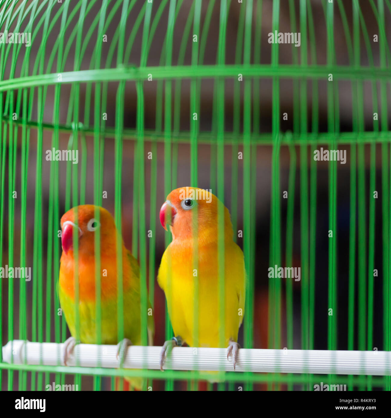 Colorful cages for sale at the bird market in Yogyakarta, Java ...