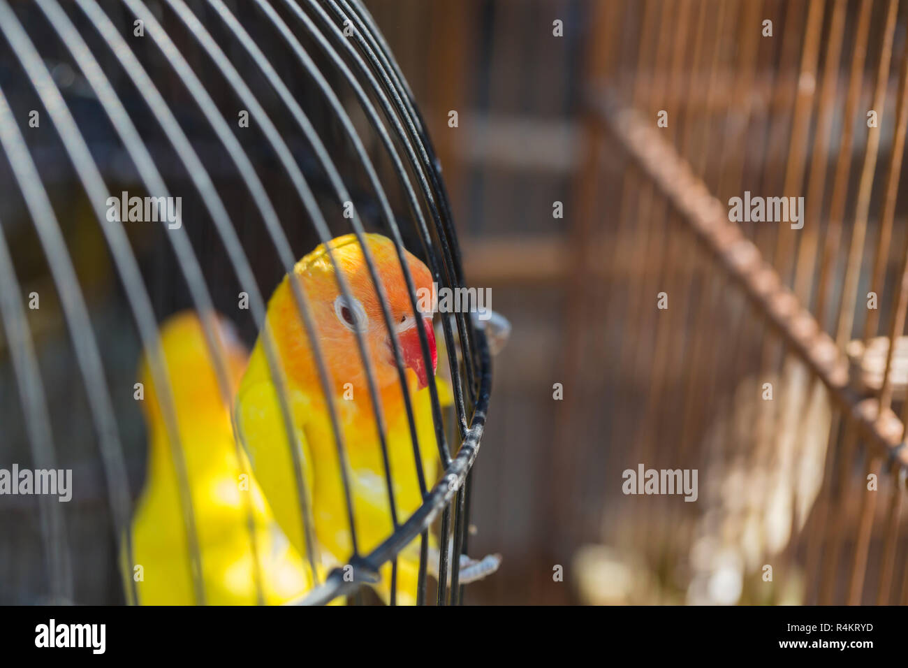 Colorful cages for sale at the bird market in Yogyakarta, Java ...