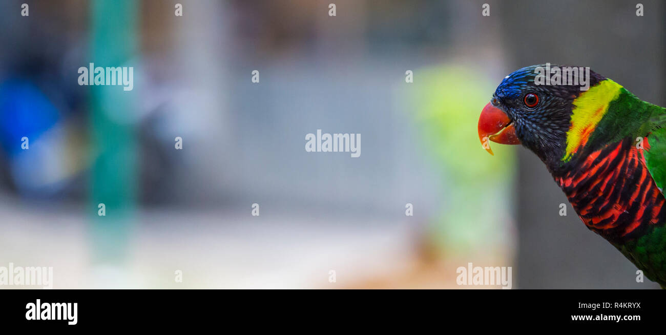 Parrots of indonesia hi-res stock photography and images - Alamy