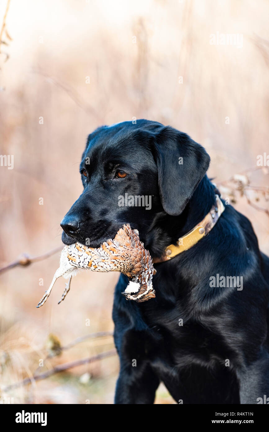 A Black Labrador retriever hunting dog with a Bobwhite Quail on a ...