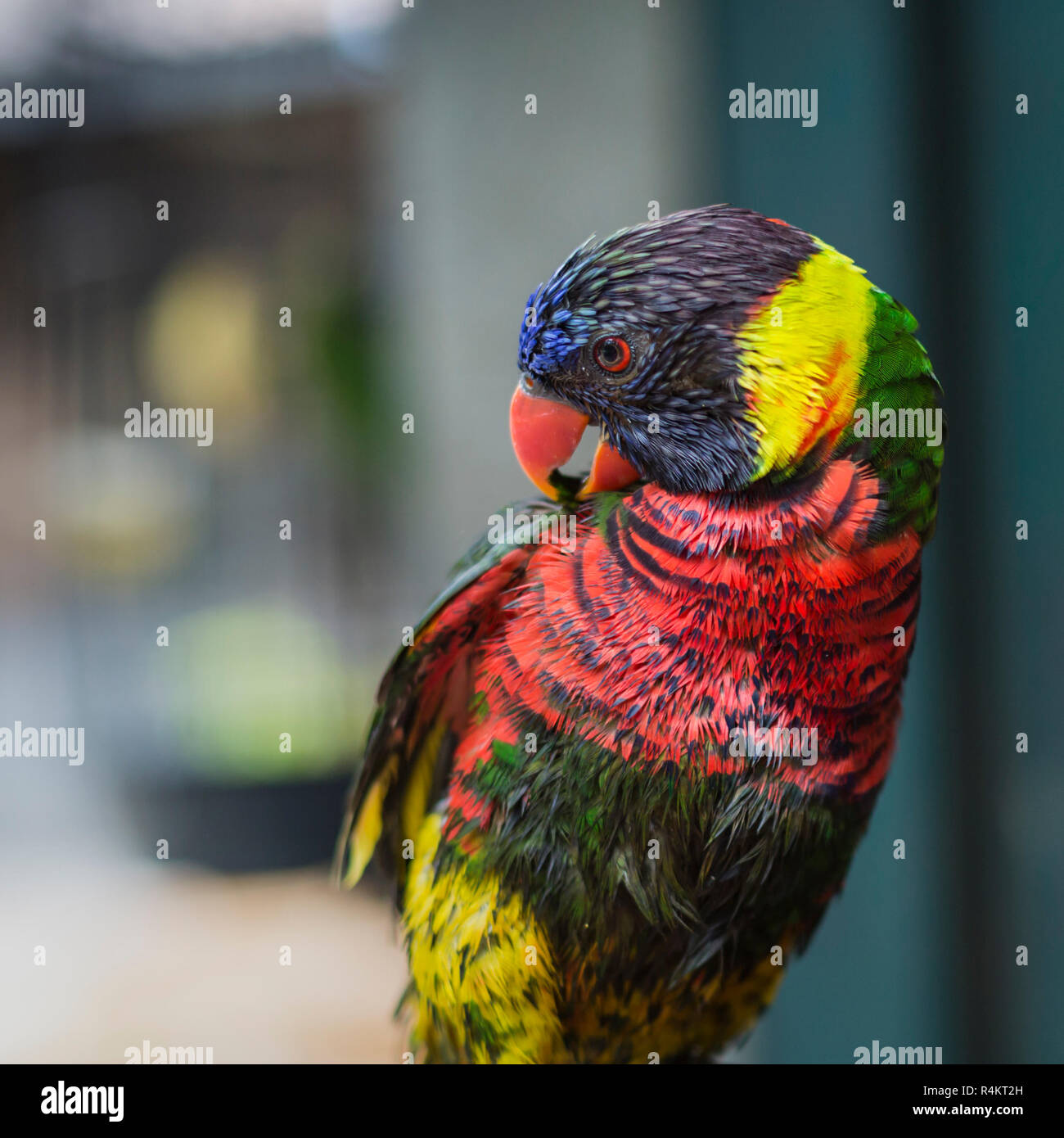 Parrots of indonesia hi-res stock photography and images - Alamy