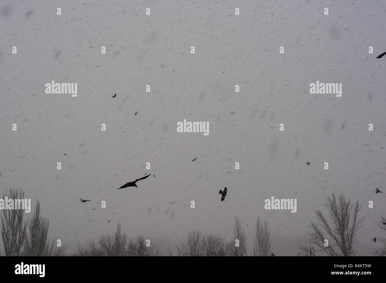 Winter urban landscape - snow storm, snow covered trees and black birds ...