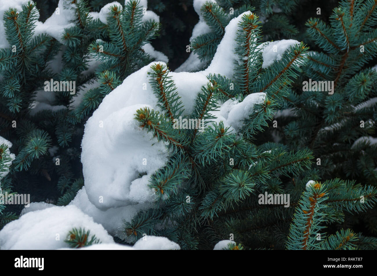 Green fluffy fir tree branch in the snow, Christmas wallpaper concept ...