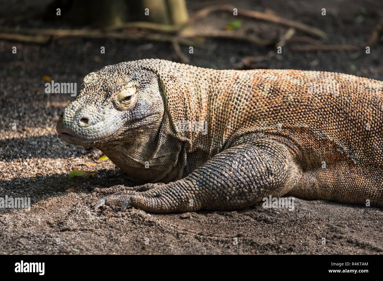 Komodo Dragon, the largest lizard in the world Stock Photo - Alamy
