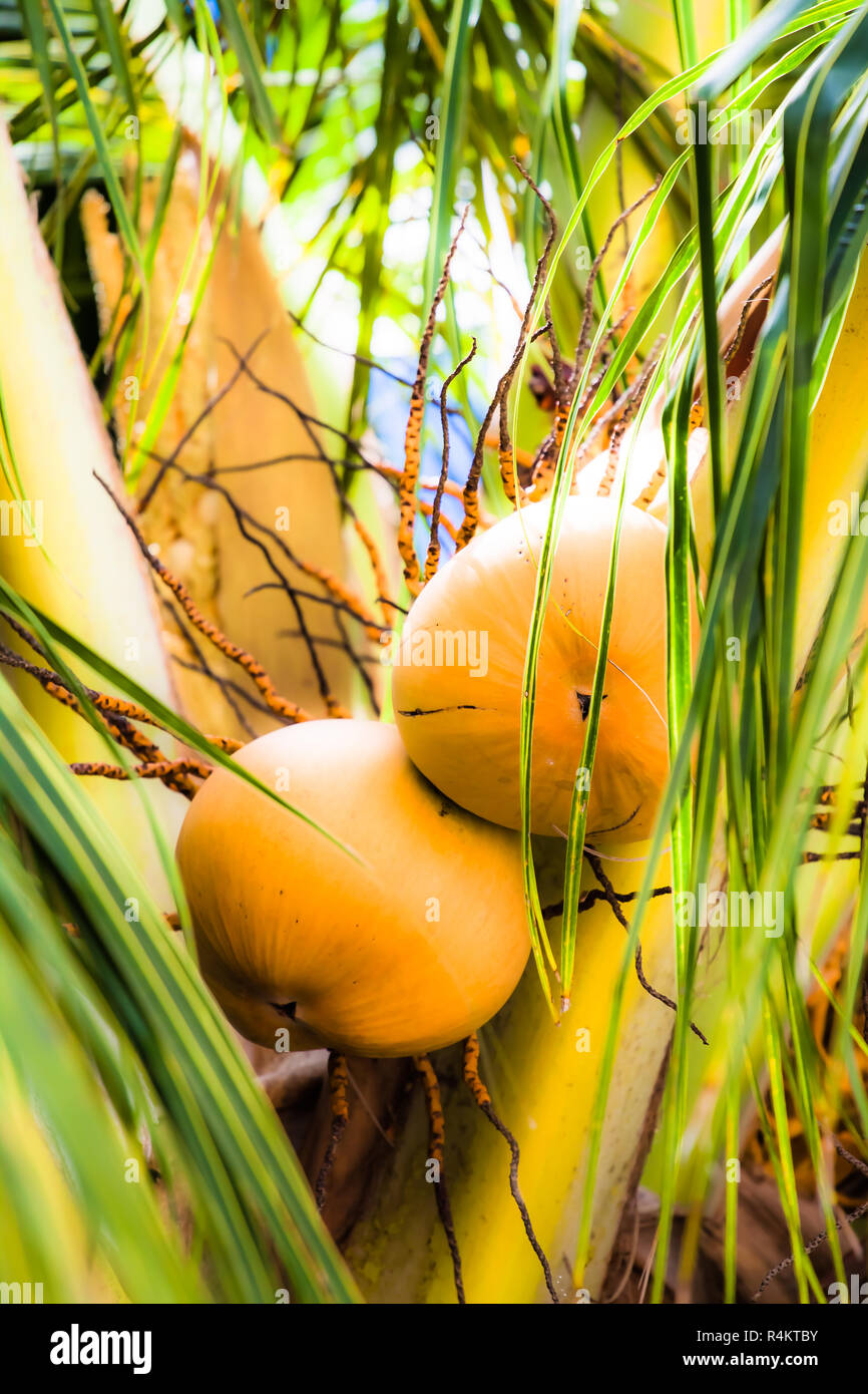 Fresh coconut on the tree Stock Photo - Alamy