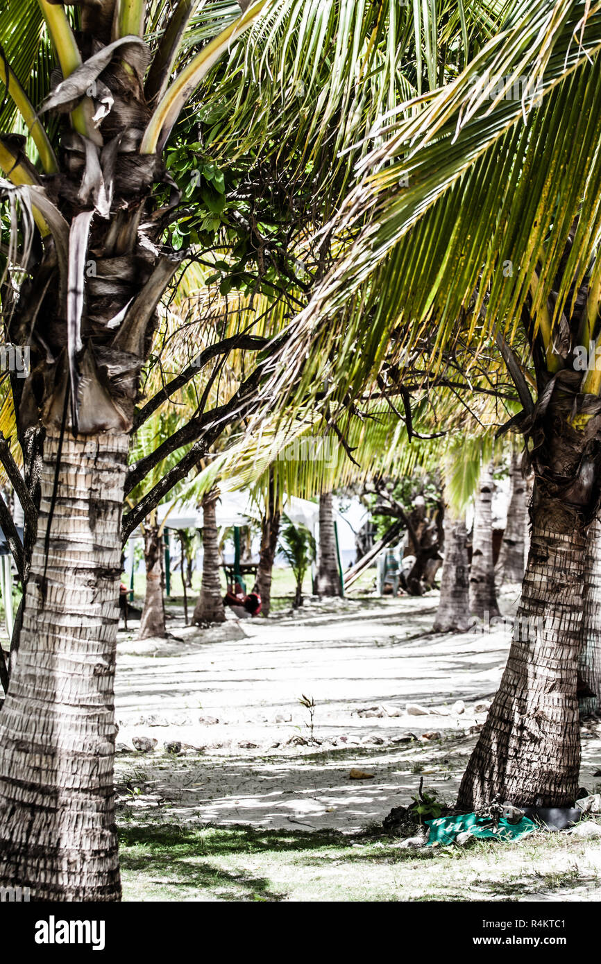 Green tree on a white sand beach. Malcapuya island, Coron, Philippines ...
