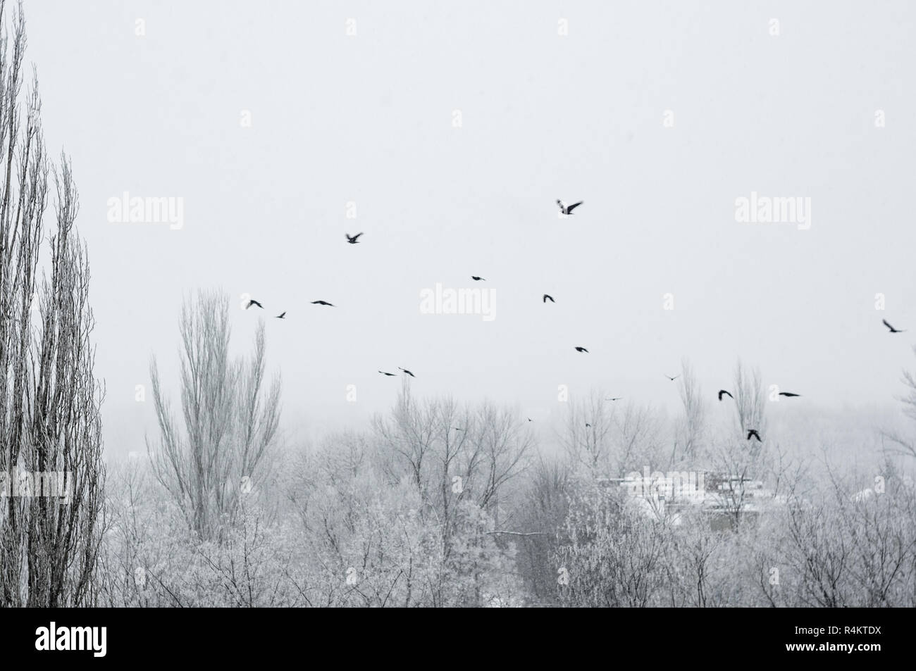 Birds covering hi-res stock photography and images - Alamy