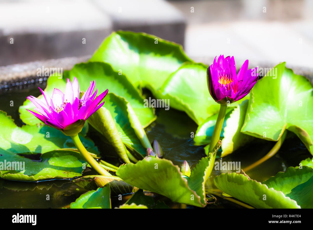 Pink Water Lily Stock Photo - Alamy