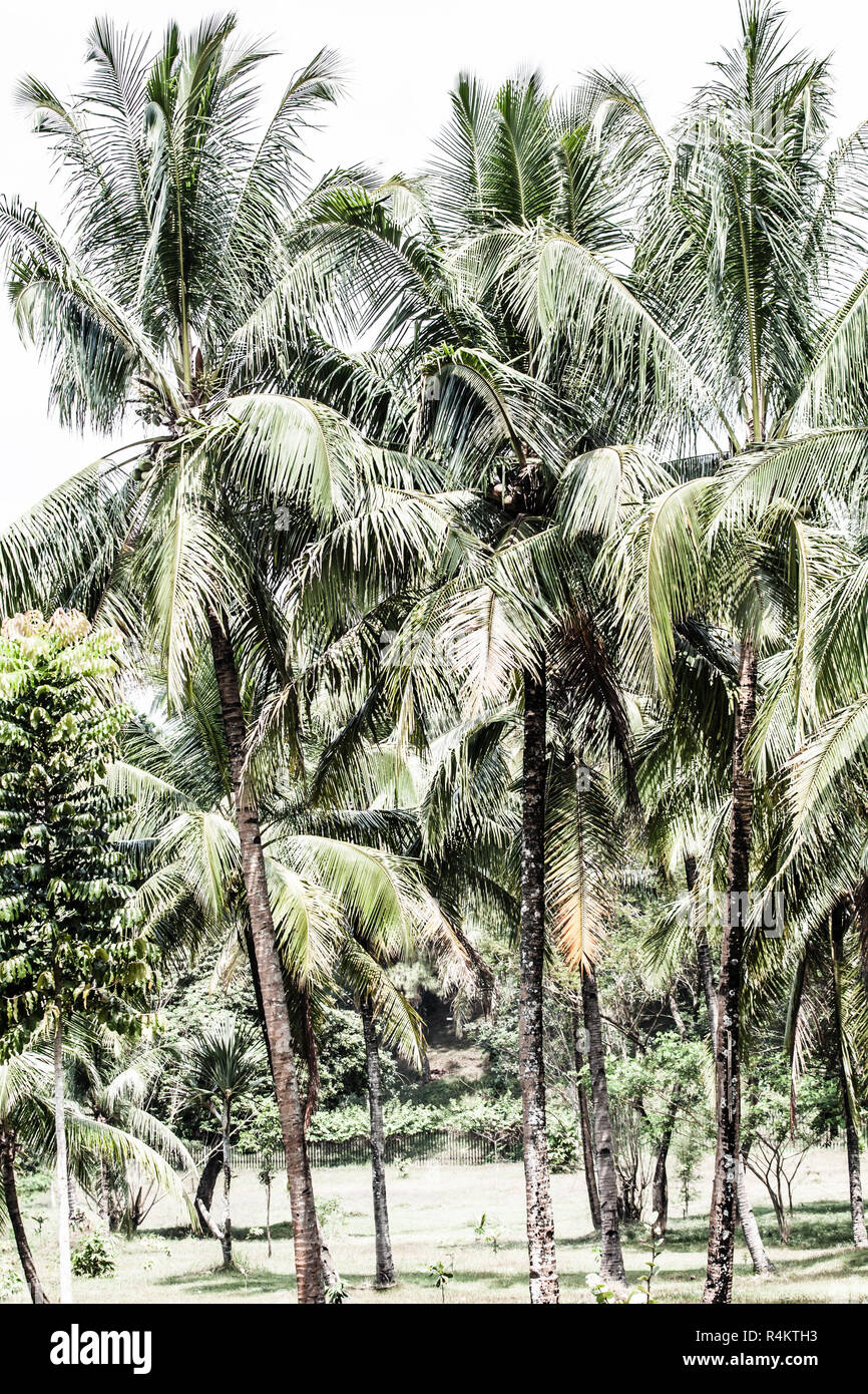 Green tree on a white sand beach. Malcapuya island, Coron, Philippines ...