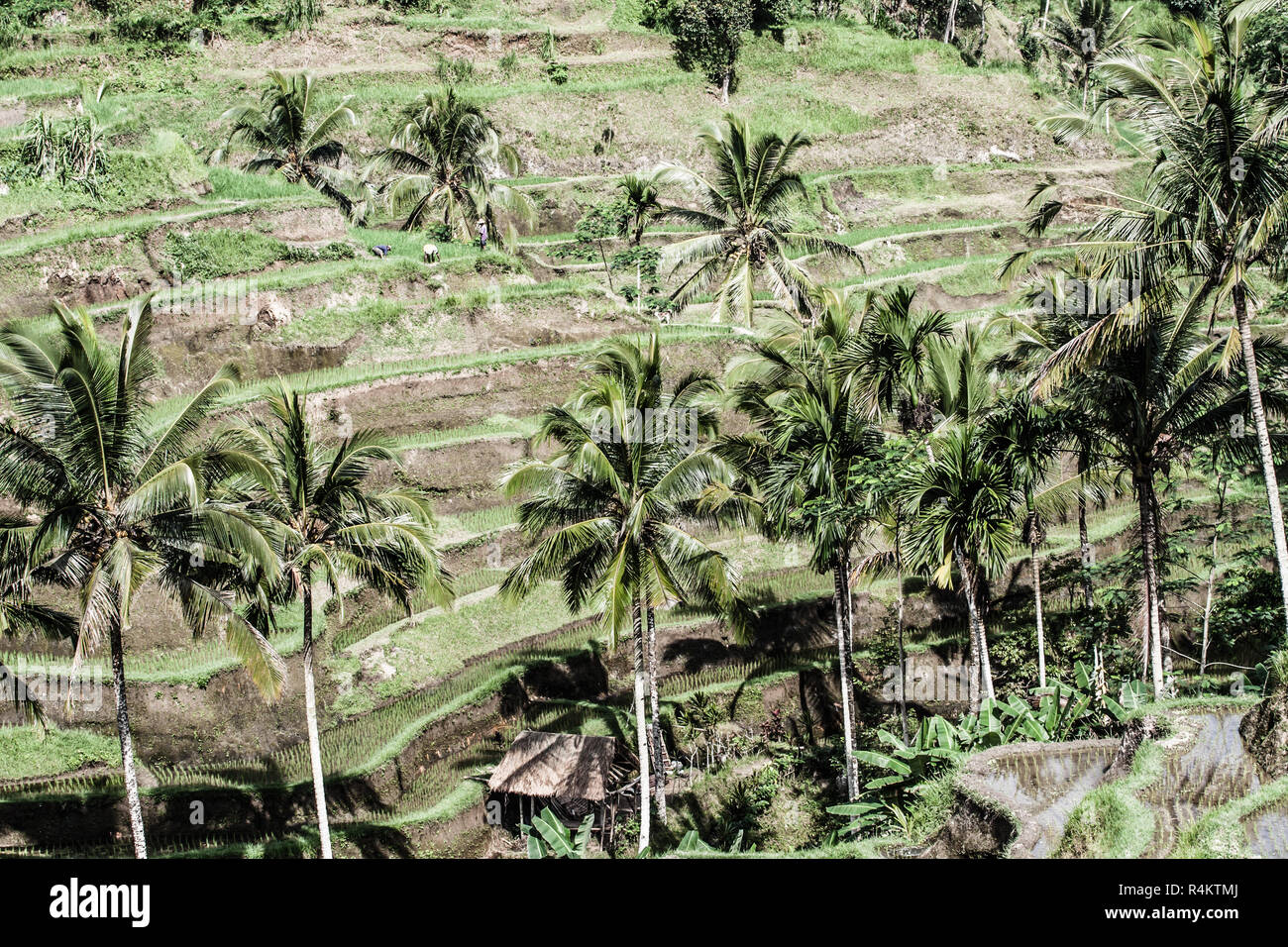 Green rice terraces in Bali, Indonesia Stock Photo - Alamy