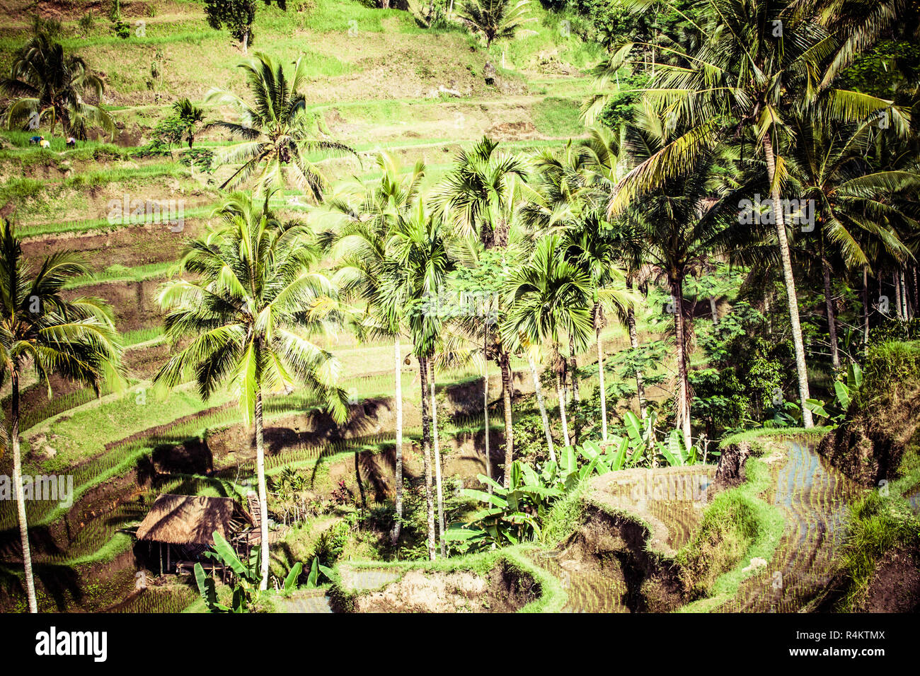 Rice terrace development hi-res stock photography and images - Alamy