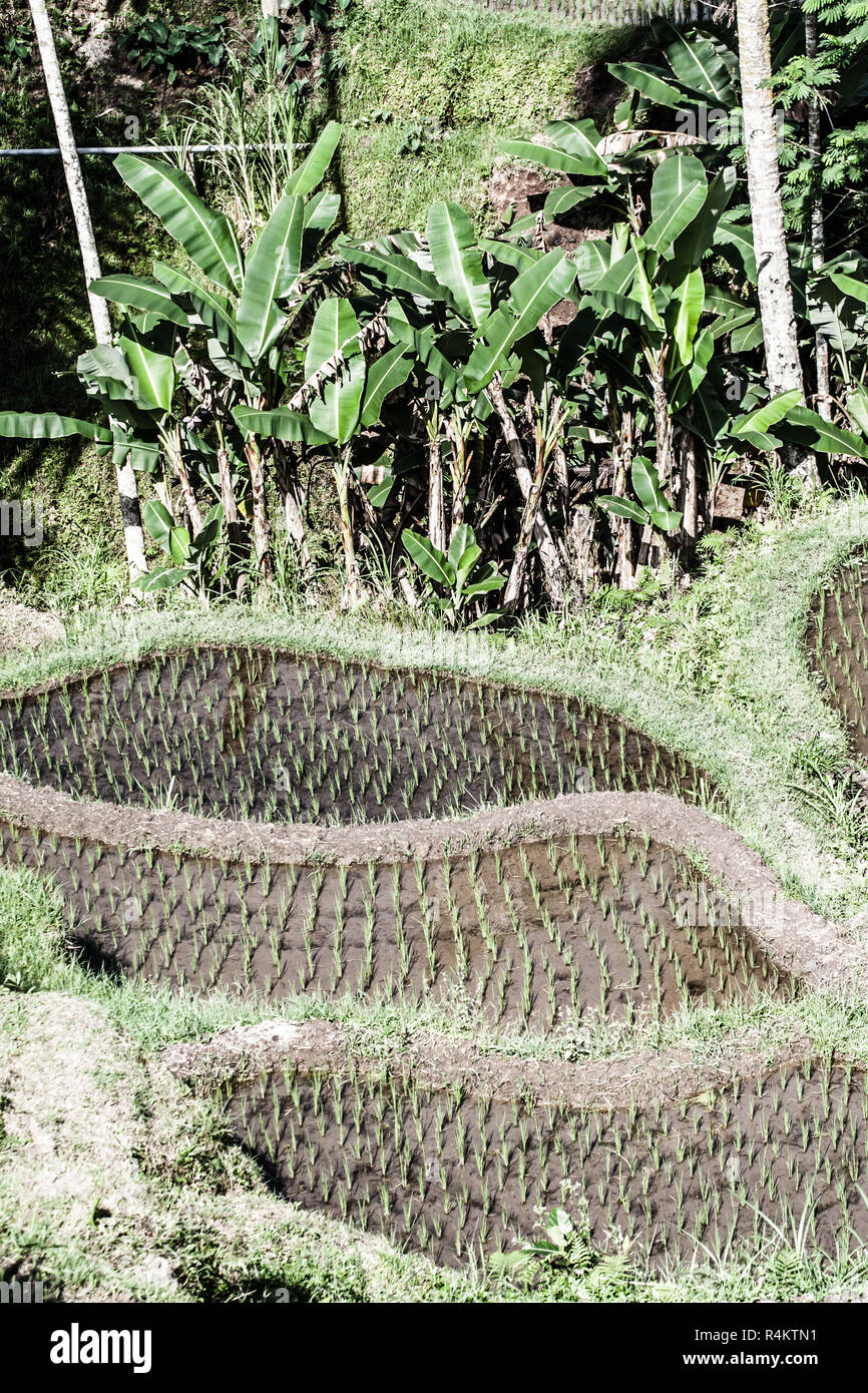 Green rice terraces in Bali, Indonesia Stock Photo - Alamy