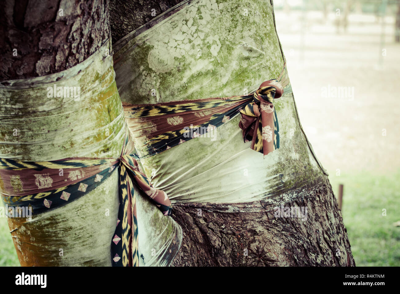holy bodhi tree with multicolor Fabric Stock Photo - Alamy