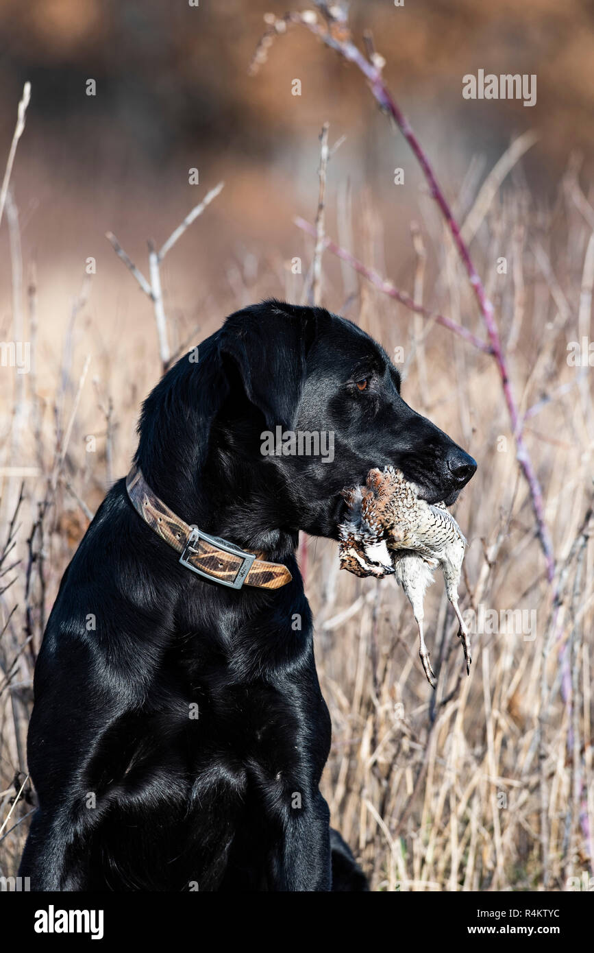 A Black Labrador retriever hunting dog with a Bobwhite Quail on a ...
