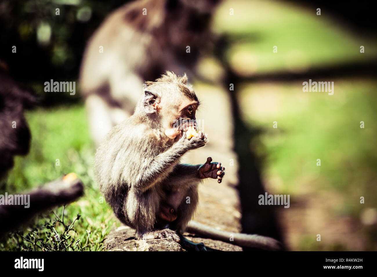 Crabeating monkey hi-res stock photography and images - Alamy