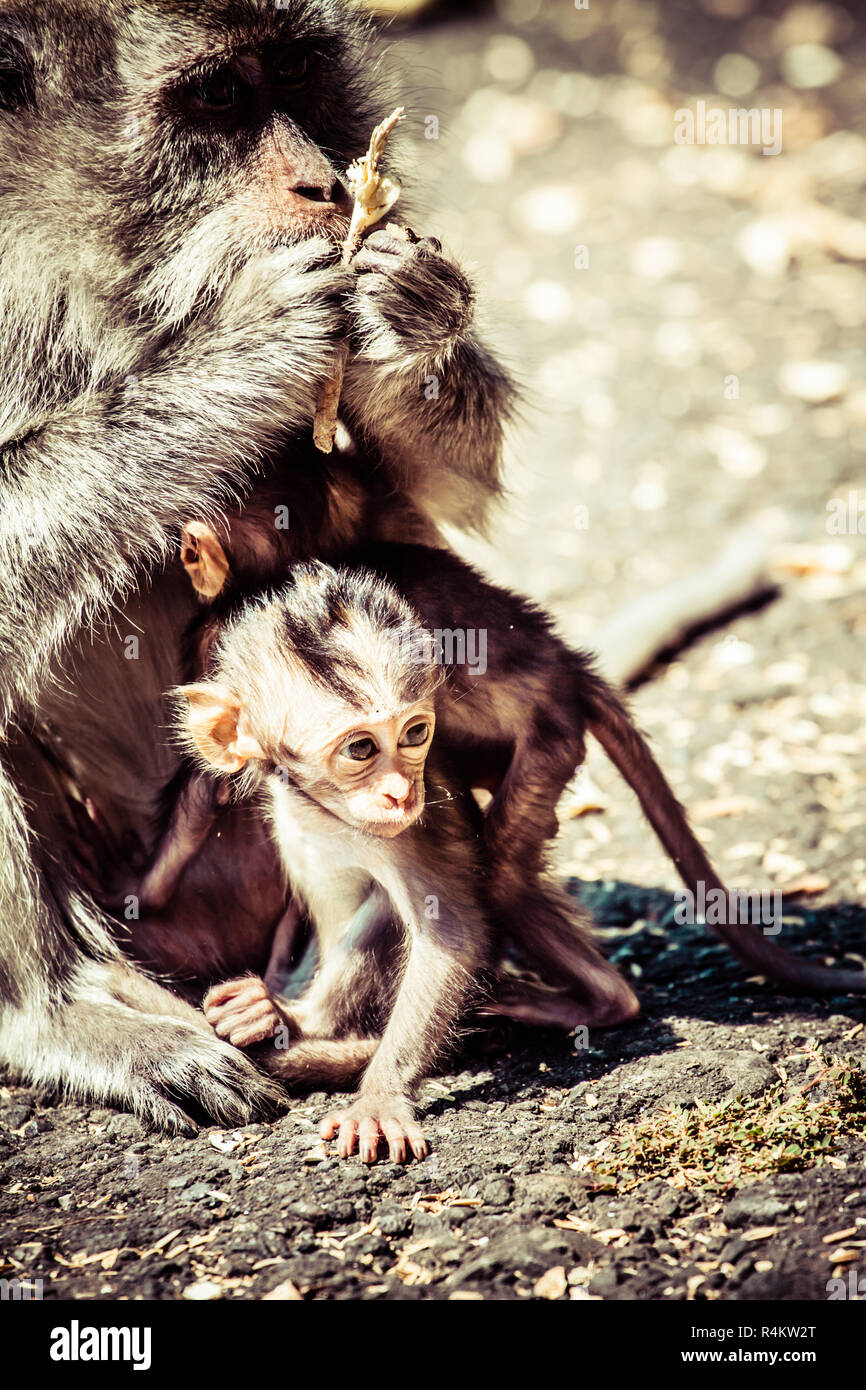 Crabeating monkey hi-res stock photography and images - Alamy