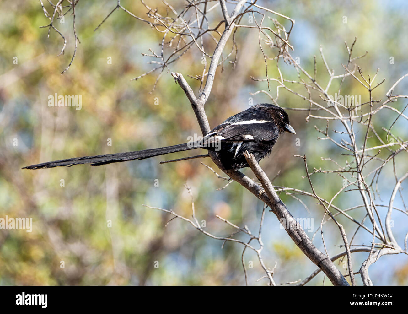 A Magpie Shrike perched in a tree in Southern Africa Stock Photo - Alamy