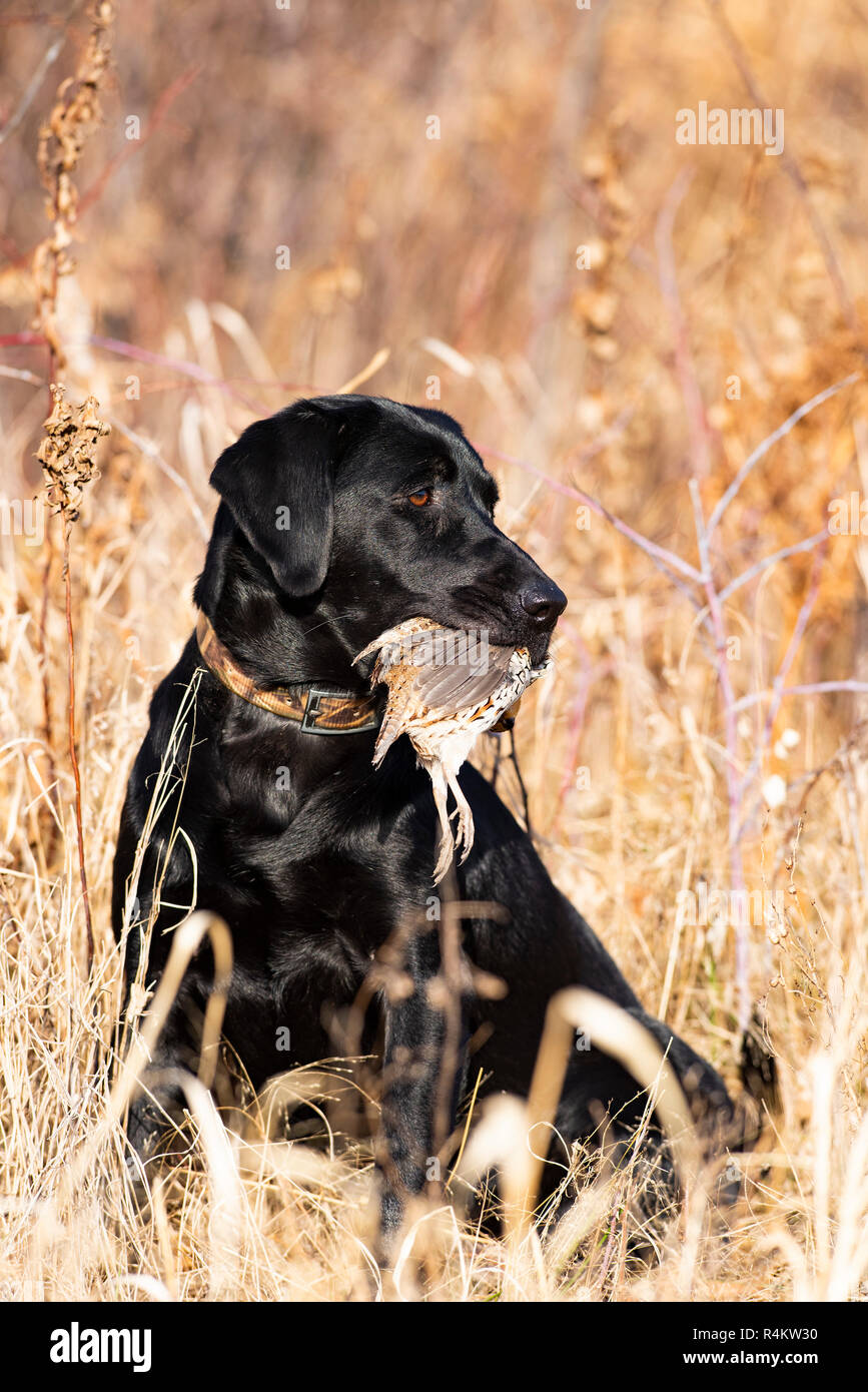 A Black Labrador retriever hunting dog with a Bobwhite Quail on a ...