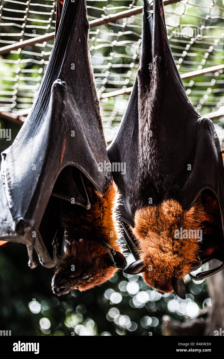 Bats Hanging Out High Resolution Stock Photography and Images - Alamy