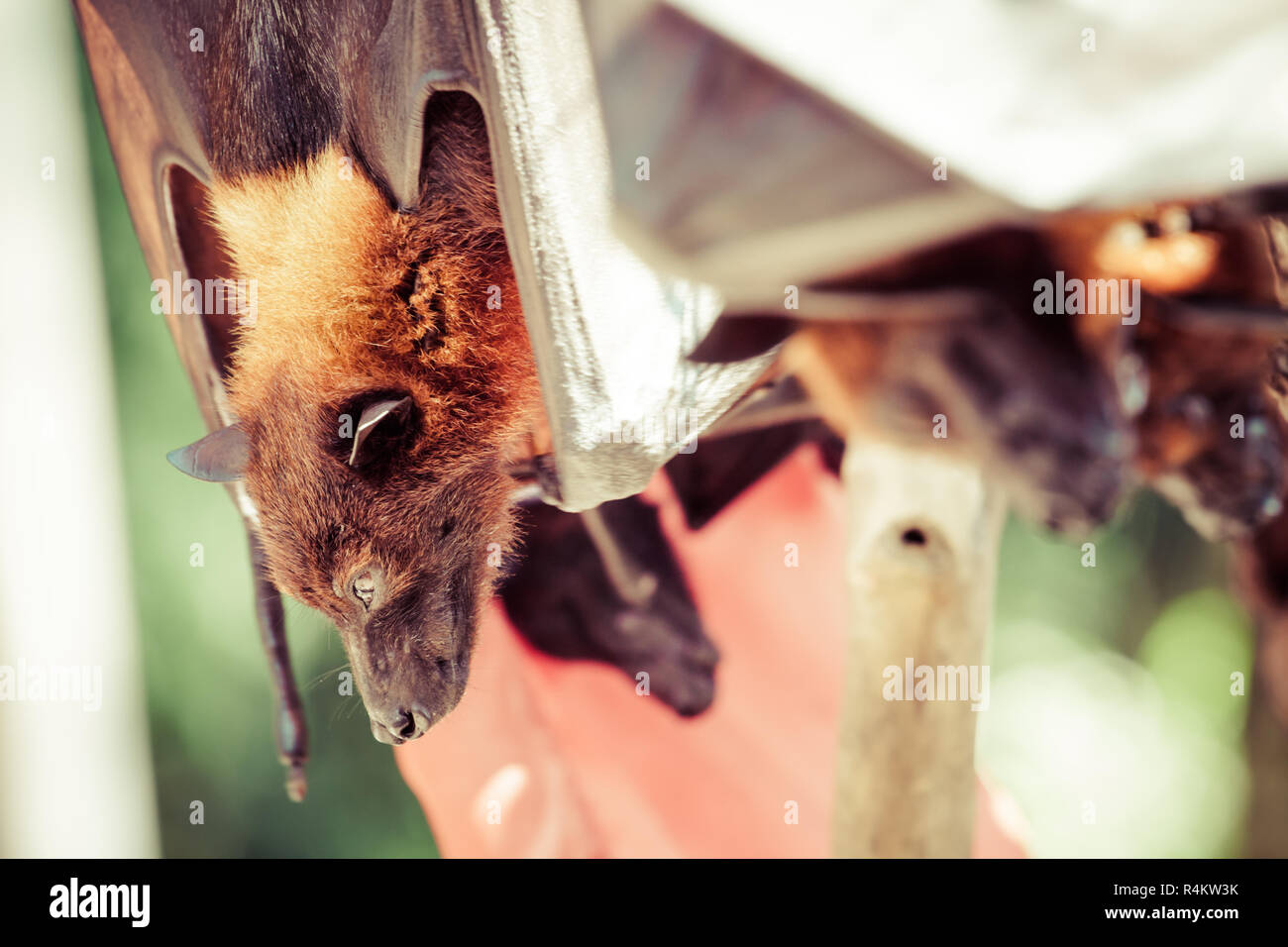 Fruit bat also known as flying fox eating Stock Photo - Alamy