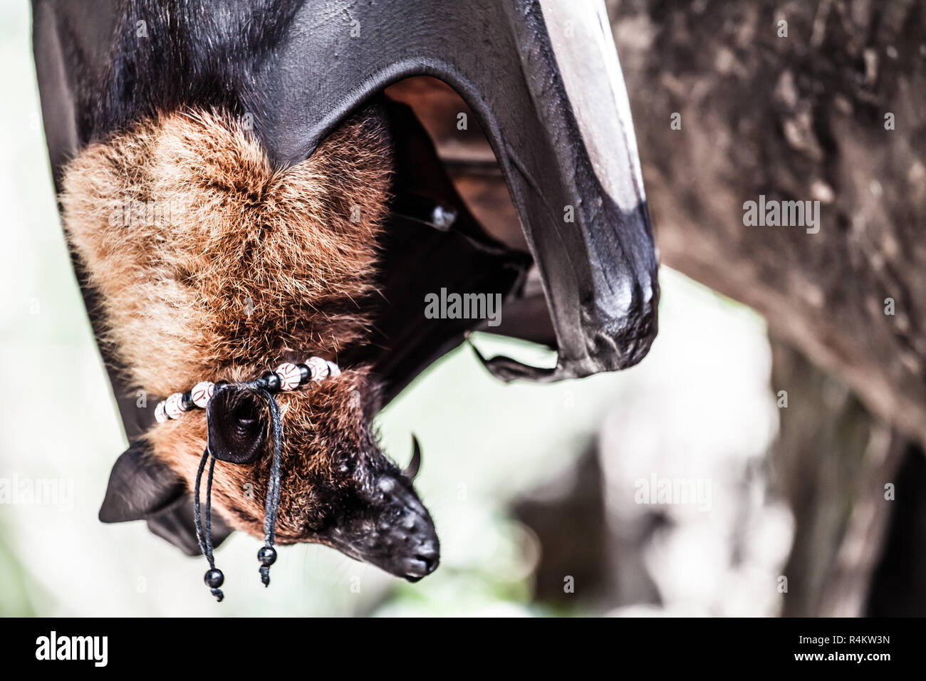 fruit bats hanging out together Stock Photo - Alamy