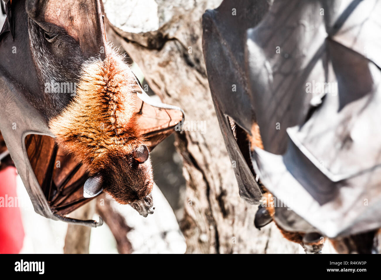 fruit bats hanging out together Stock Photo - Alamy