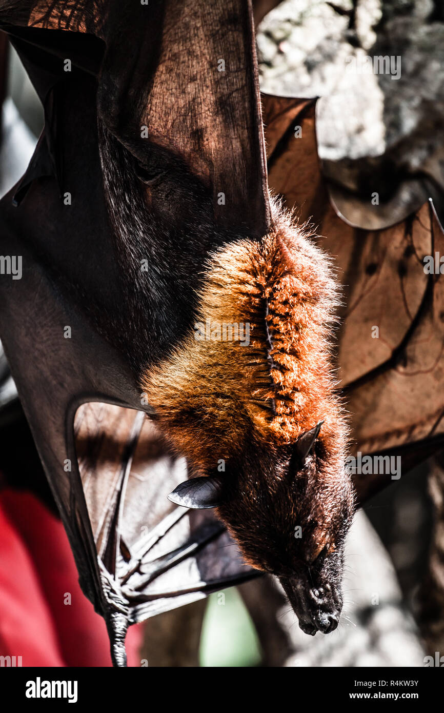 fruit bats hanging out together Stock Photo - Alamy