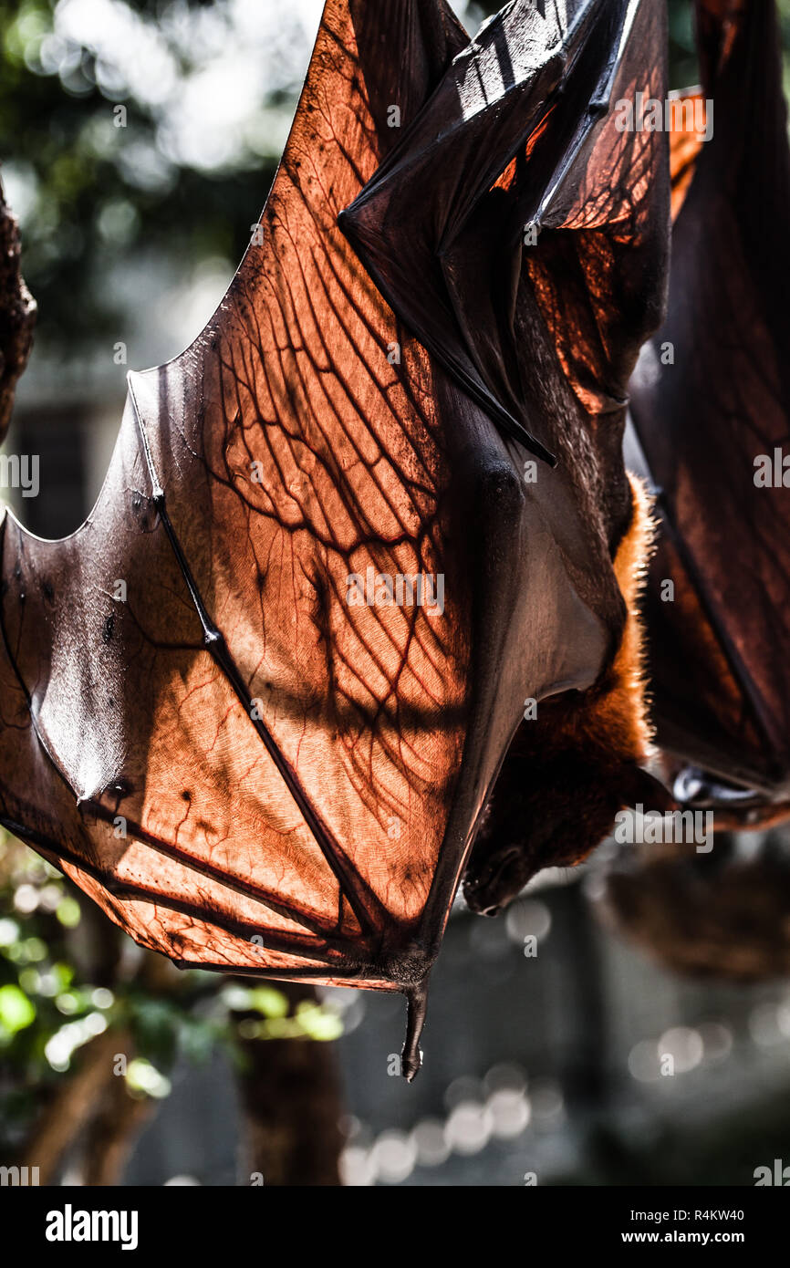 fruit bats hanging out together Stock Photo - Alamy
