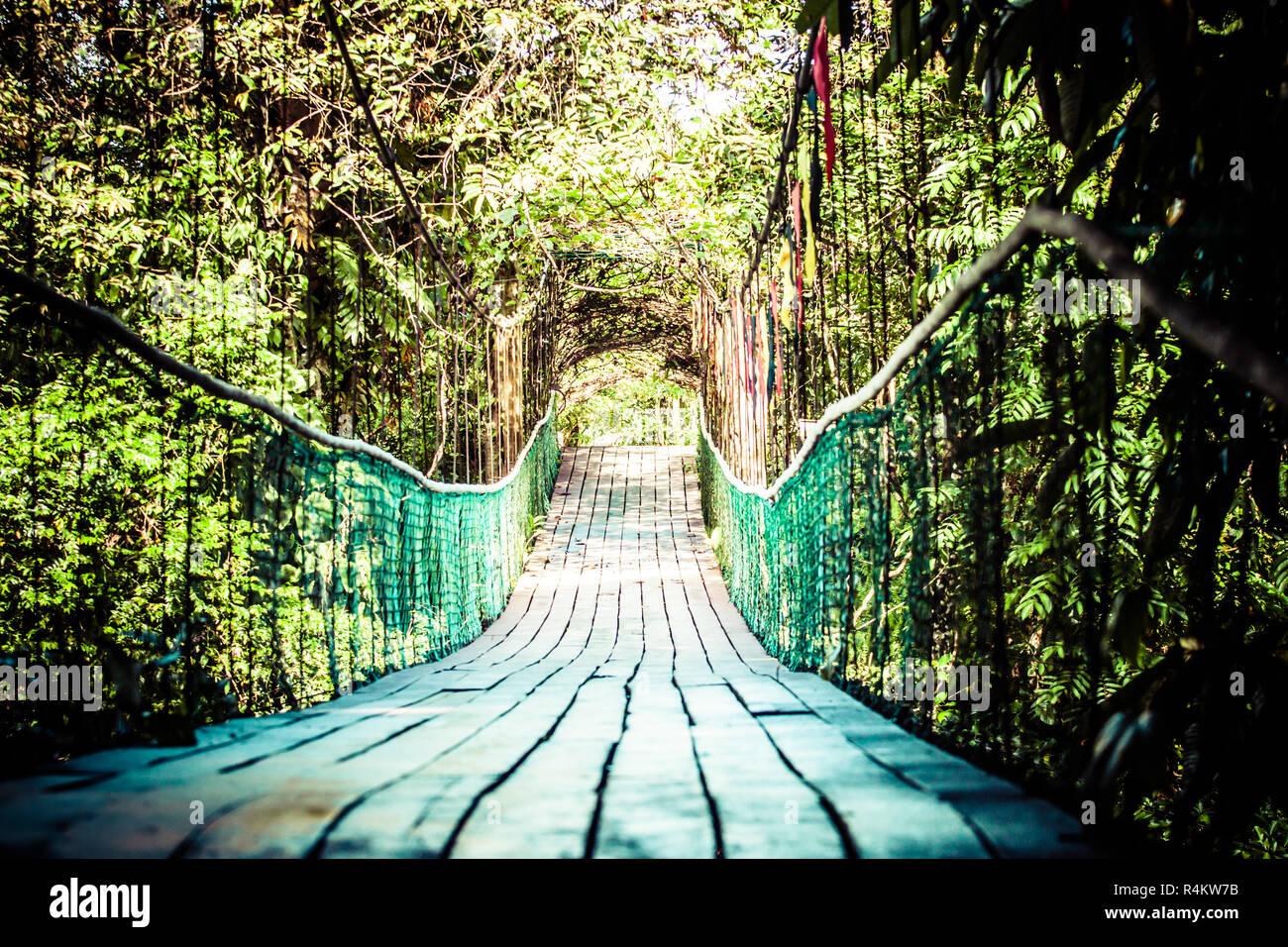 Suspension bridge to mangrove tropical forest Stock Photo - Alamy