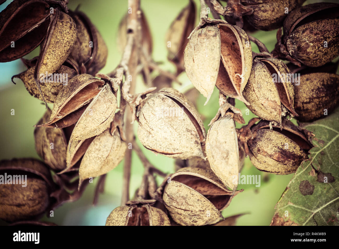 Copper beech seed hi-res stock photography and images - Alamy