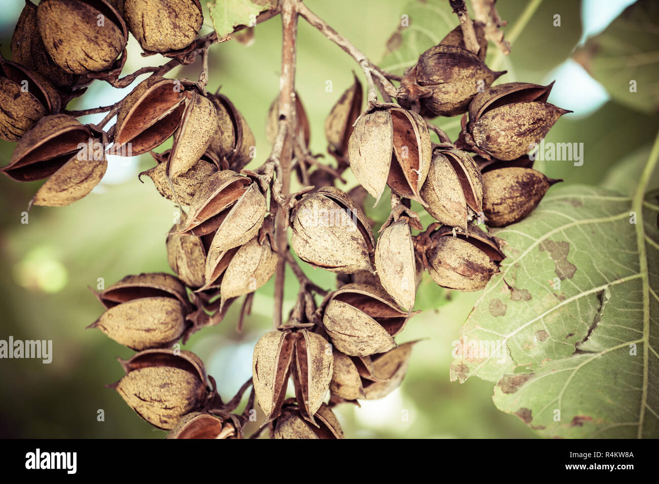 Copper beech seed hi-res stock photography and images - Alamy