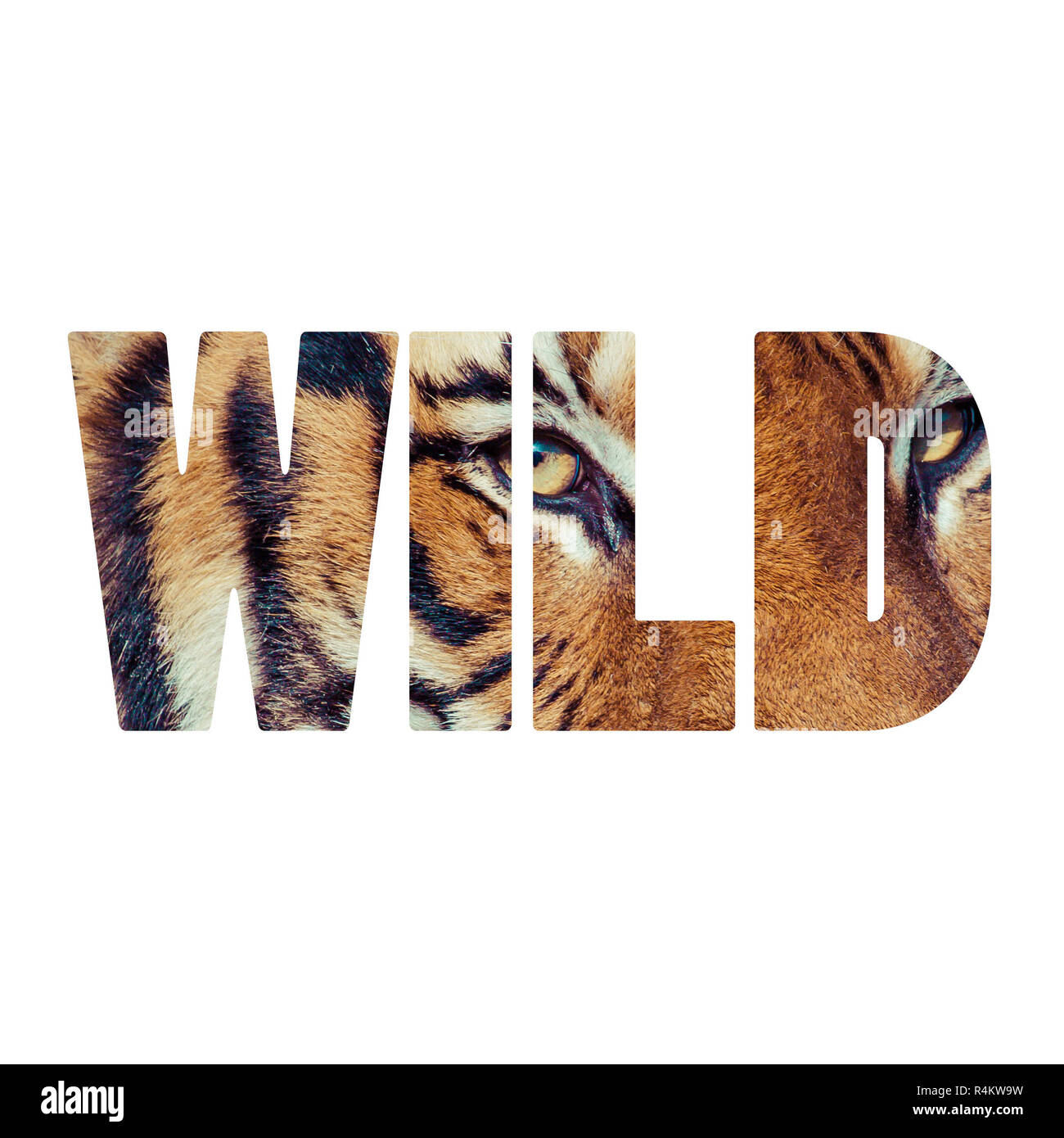 Word WILD Close-up of a Tigers face Stock Photo - Alamy
