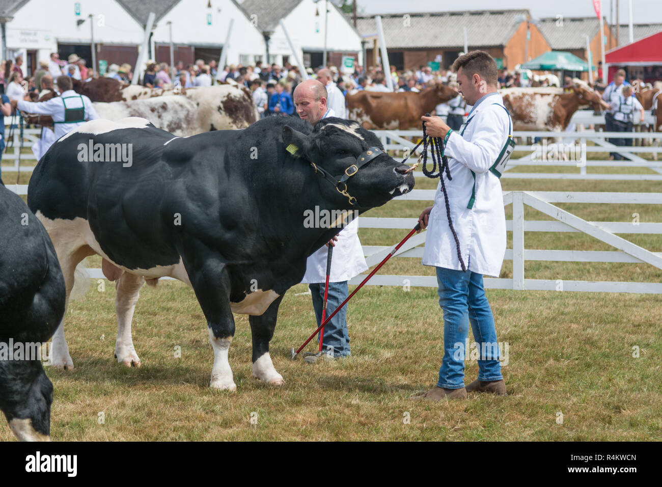 Bulls at an agricultural show Stock Photo - Alamy