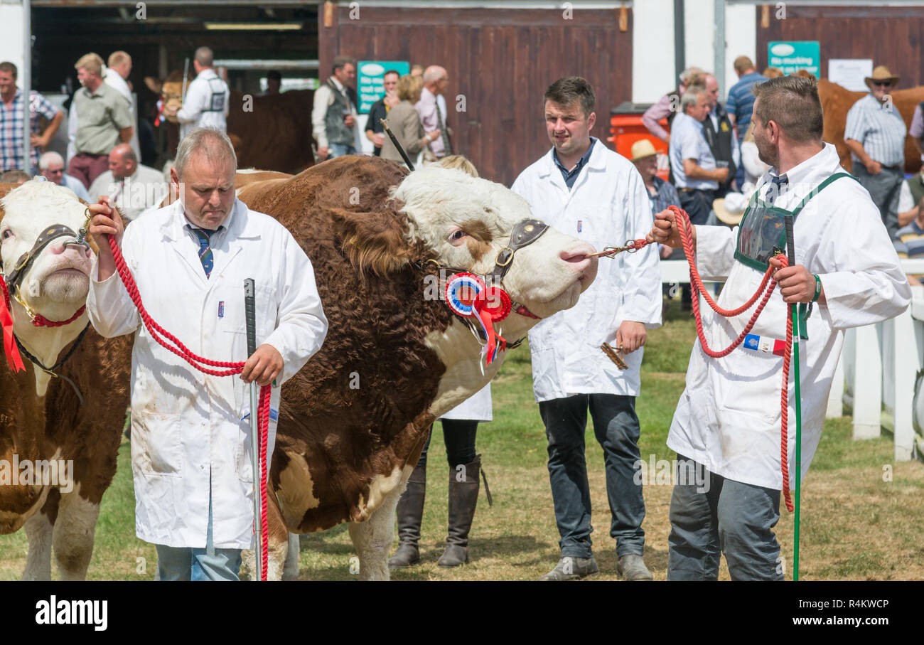 Judging bulls hi-res stock photography and images - Alamy