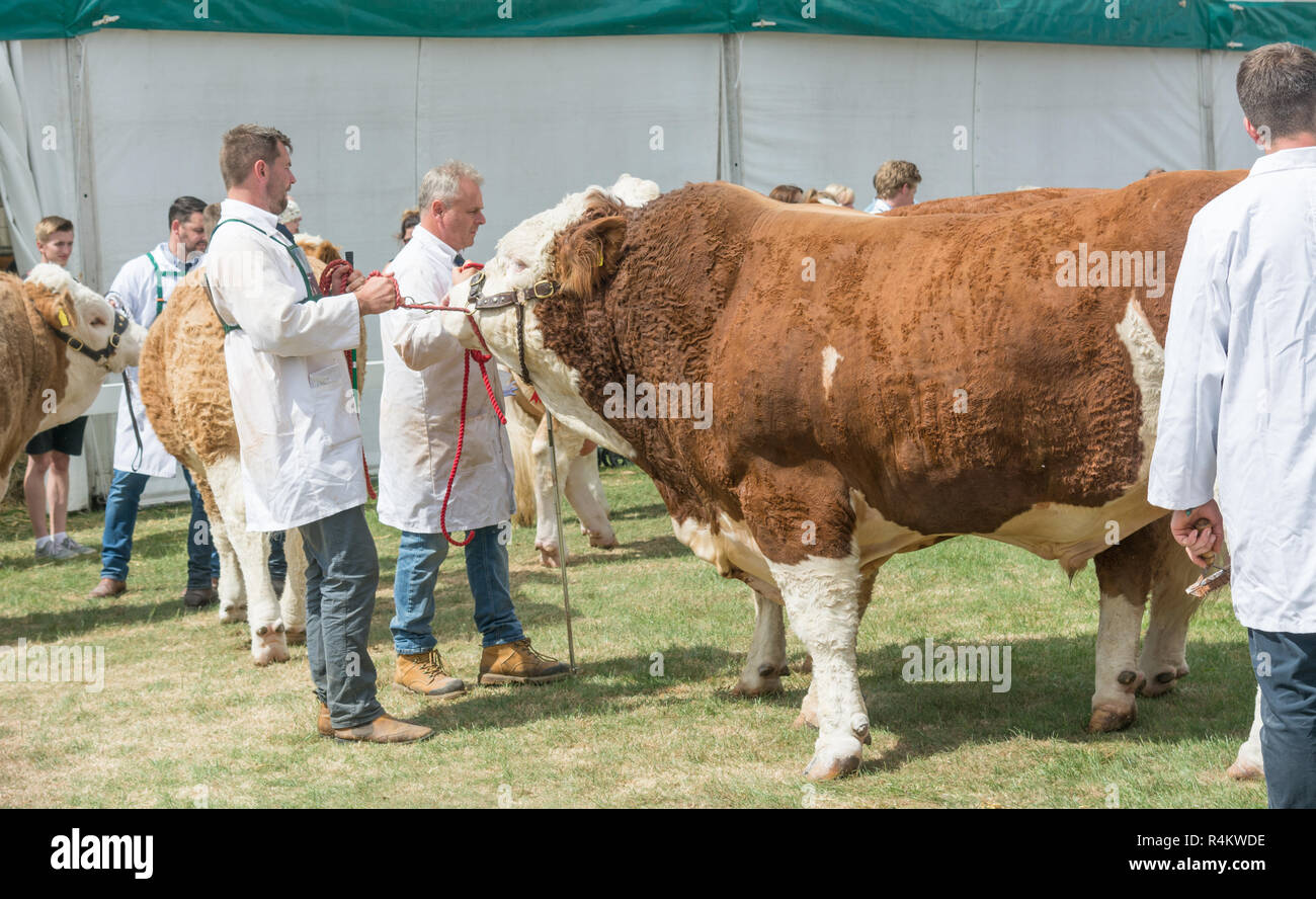 Judging bulls hi-res stock photography and images - Alamy