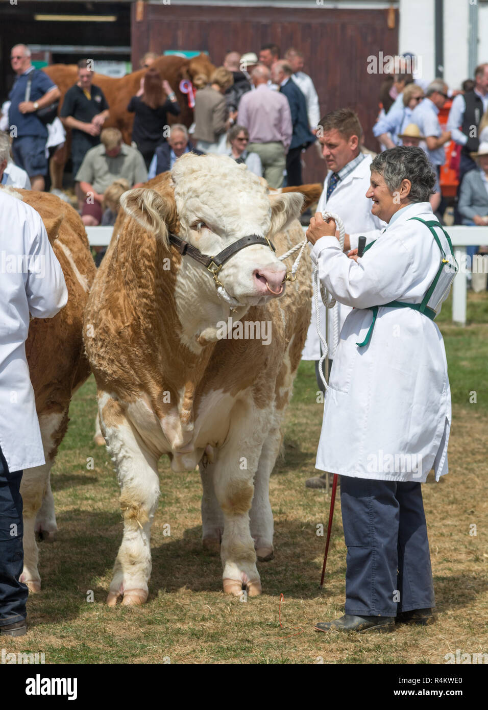 Bulls at an agricultural show Stock Photo - Alamy