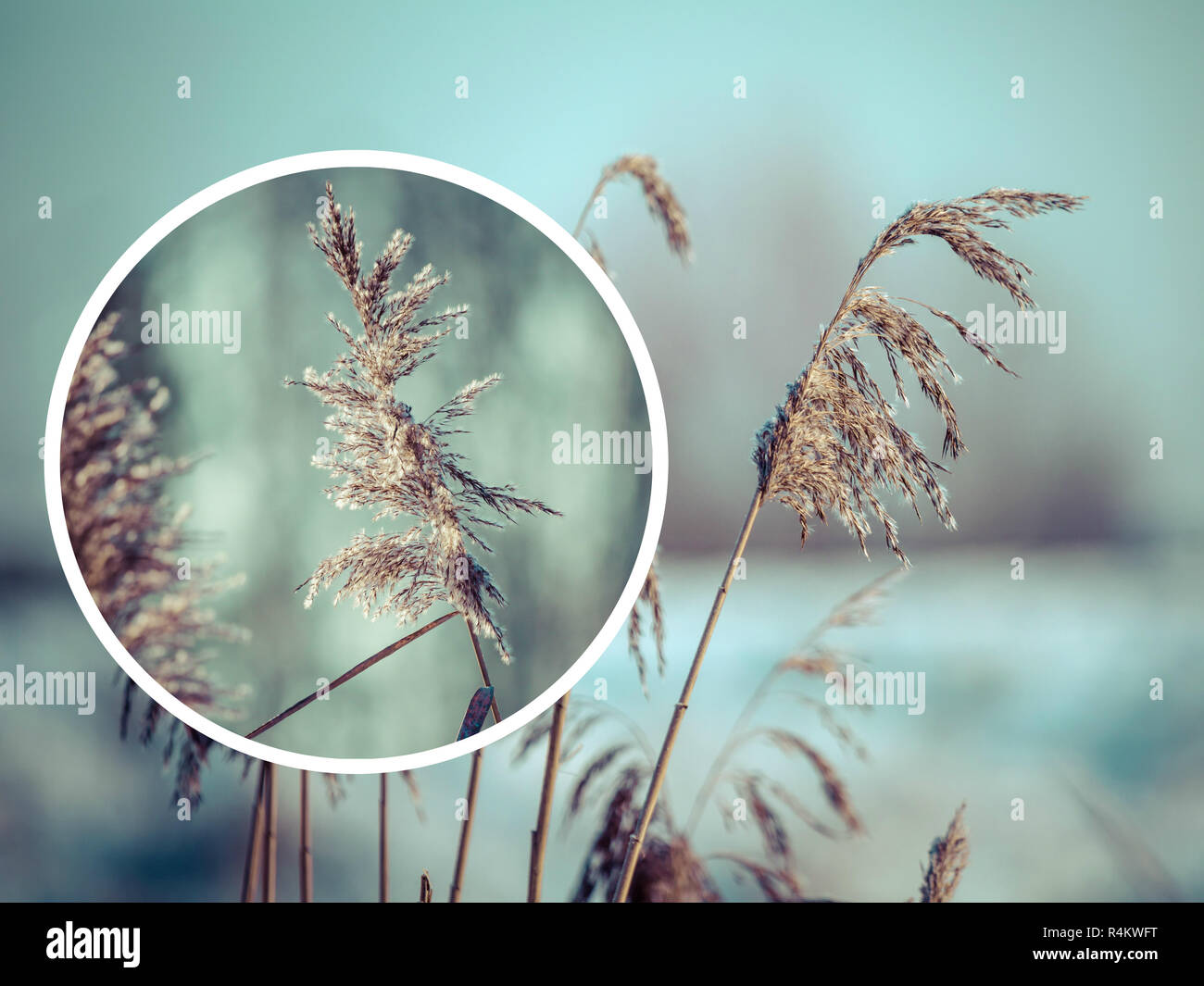Reed collage hi-res stock photography and images - Alamy